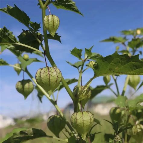 Plant Faqs Physalis Angulata