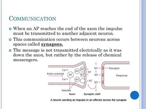 Structures Processes Of The Nervous System Ppt Download