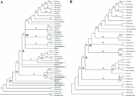 Results Of Maximum Parsimony Analyses Of The Combined Data Set Download Scientific Diagram