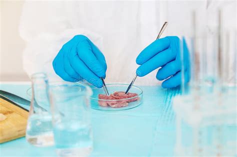 Laboratory Testing Of Different Food Products Selective Focus Stock