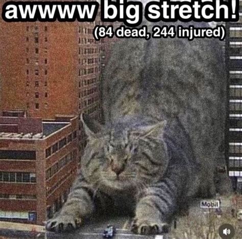 Cabbage Cat Memes Aww Instagram