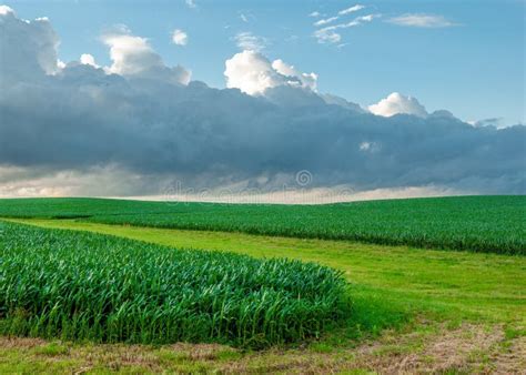 Fields Of Corn In The Iowa Farm Country Stock Image Image Of Farm