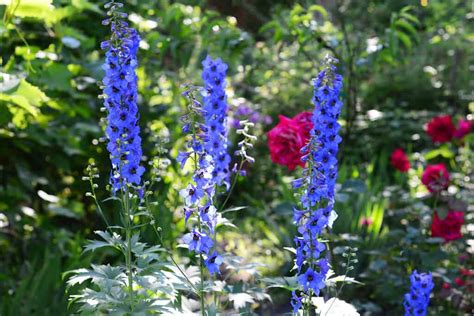 Larkspur Vs Delphinium A Z Animals