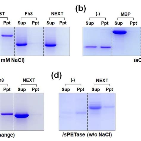 In Vivo Solubility Of Recombinant Proteins Fused With Different