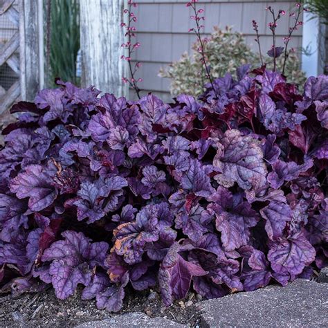 Transform Your Shady Garden 12 Best Ground Cover Plants That Actually