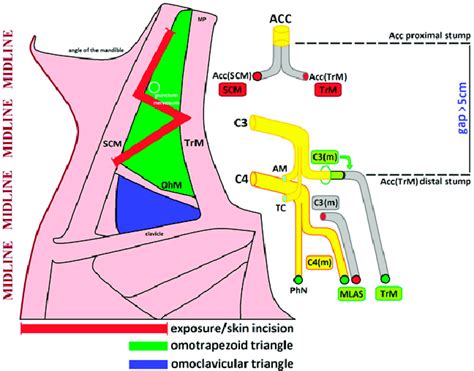 Schematic Representation Of The Anterior C3 Levator Scapulae Motor