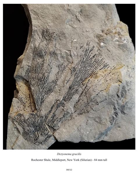 Graptolites — Lask Fossil Collection