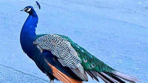 Peacocks In Victoria British Columbia Hurdy Gurdy Travel Podcast