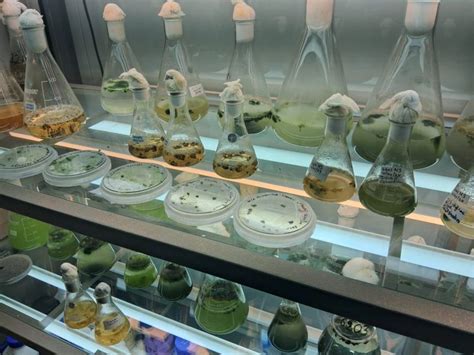 manmeet mishra on linkedin spirulina a type of blue green algae holds significant importance in…