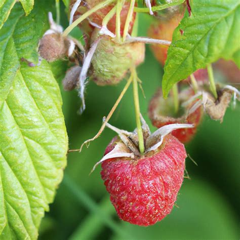 Lincolnshire Fruits Malling Juno Potted 1 Litre Raspberry