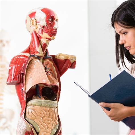 How Much System In Our Body