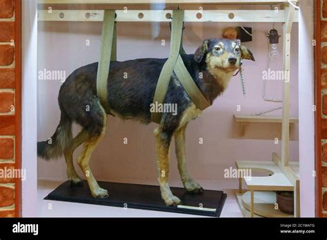 What Is The Pavlov Dog Experiment