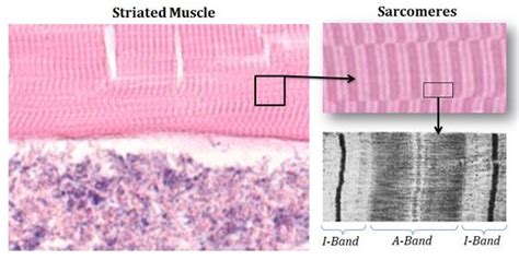 Sarcomere In Cardiac Microscope Labeled