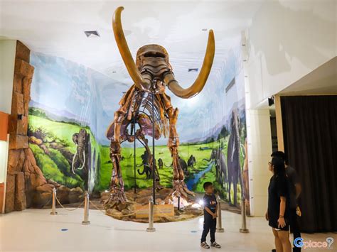 พิพิธภัณฑ์ไม้กลายเป็นหิน