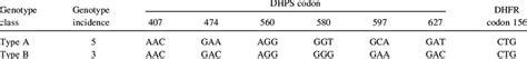 Polymorphic Codon Positions And Corresponding Nucleotide Sequences