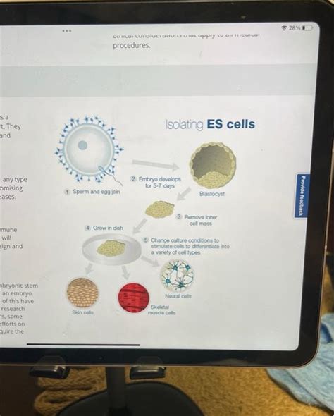 Solved Click On Stem Cell Quick Reference 13 Use The