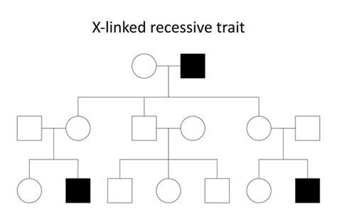 76 Dominant Trait Recessive Trait Stock Vectors And Vector Art Shutterstock