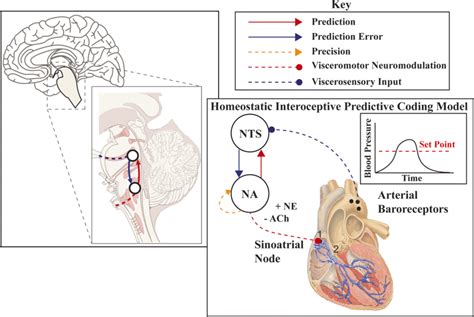 Simplified Homeostatic Control Via Interoceptive Inference This Download Scientific Diagram