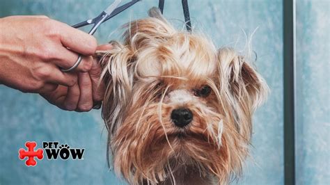 How Often Should I Have My Dog Groomed Petwow