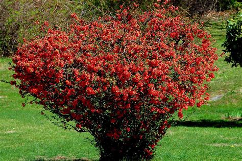 Red Flowering Bush