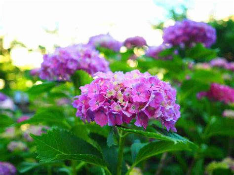 Are Hydrangeas Shade Plants Hydrangea Love