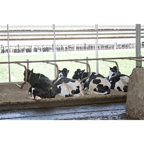 Single Post Freestall System Jandd Manufacturing