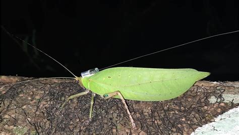Katydid Insect