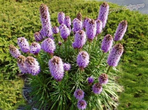 Лиатрис Liatris как выращивать цветок в саду виды и фото