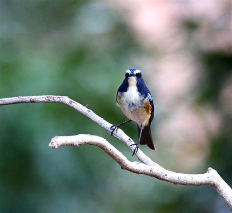 幸せの青い鳥ルリビタキ成鳥が戻ってきたその2 一期一会の野鳥たち