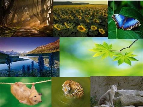 Nature Is All Around Us Pptx