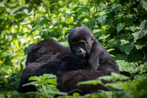 Mountain Gorilla Reproduction And Mating Habits Explained
