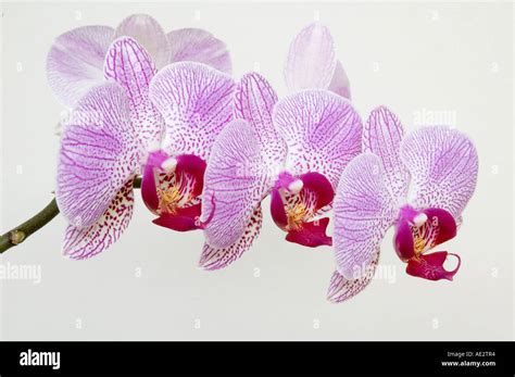 Orchid Phalaenopsis The Moth Orchid Against Isolated Grey White