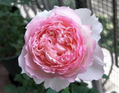 佩尔朱克月季的优缺点以及用途 藤本月季网