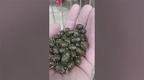 Mmm Coco Pufsnot Youtube