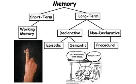 Procedural Memory