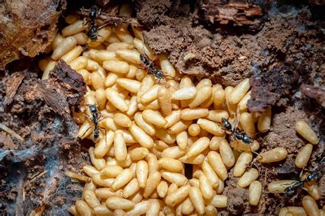 Ant Population With Fatal Sting Is Surging In The U S Scientists Warn