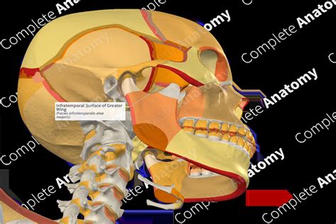 Infratemporal Surface Of Greater Wing Right Complete Anatomy