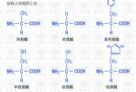 【教学动图】中学生物精美动图 实验