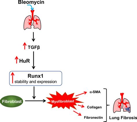 Inhibition Of Runx1 Blocks The Differentiation Of Lung Fibroblasts To