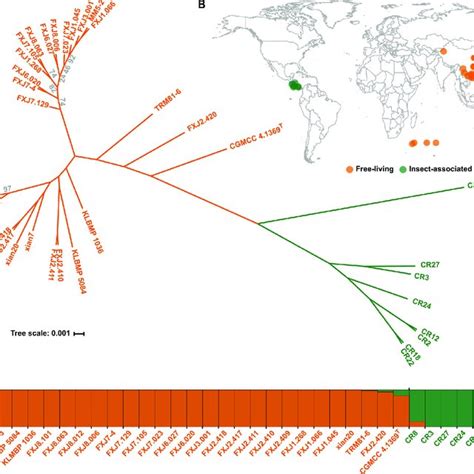 a maximum likelihood phylogenetic tree generated from concatenated
