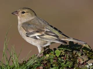 Eurasian Chaffinch Ebird