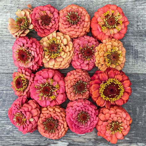 Zinnia Oklahoma Salmon Barrhill Blooms