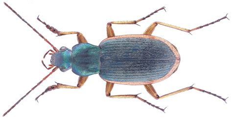 Chlaenius Velutinus