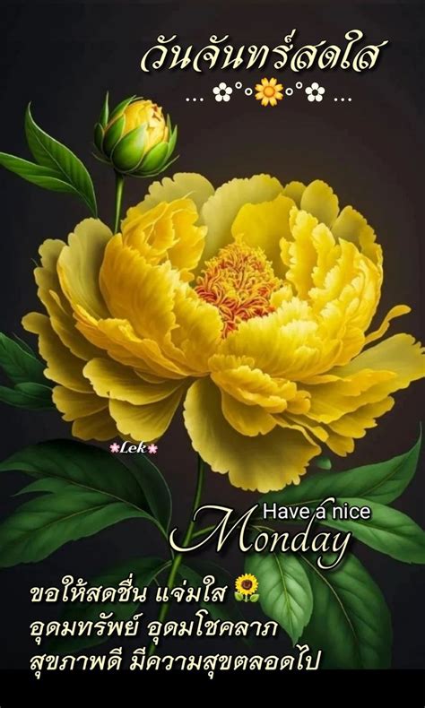 วันจันทร์สดใส 💛 Have A Nice Monday สวัสดีตอนเช้า ภาพธรรมชาติ ทิวทัศน์