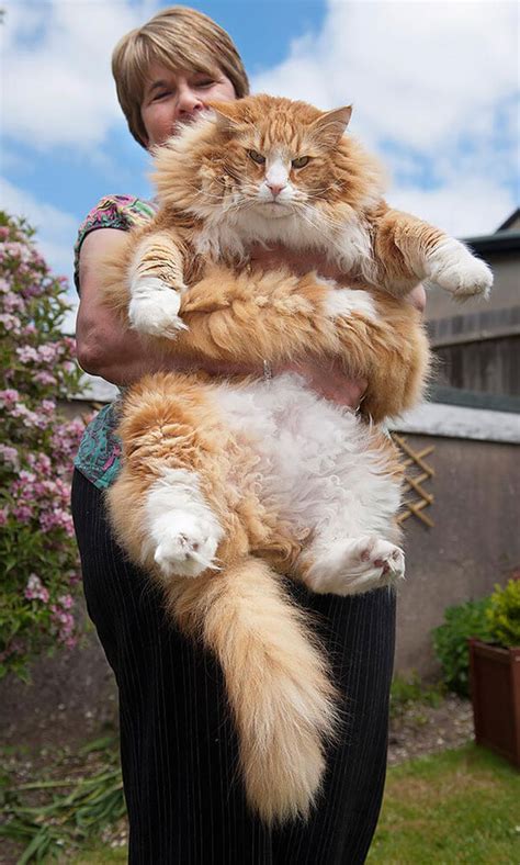 16 Giant Maine Coon Cats That Will Make You Feel Really Small