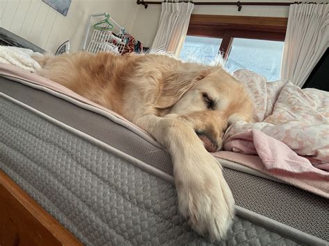 Takes Up Most Of My Bed Takes Up All Of My Heart This Is Darcy