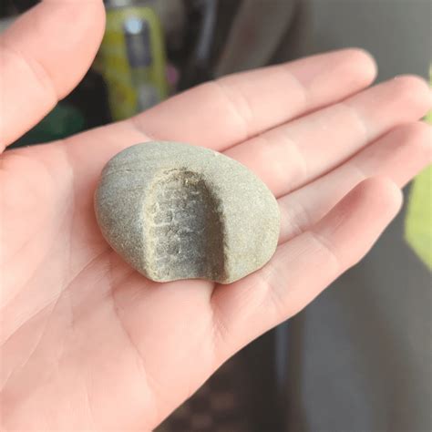 Trilobite Fossil R Fossils