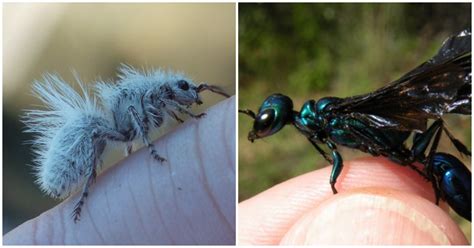 43 Insect Stings Ranked From Mild Spicy To Wicked Satanic Pain