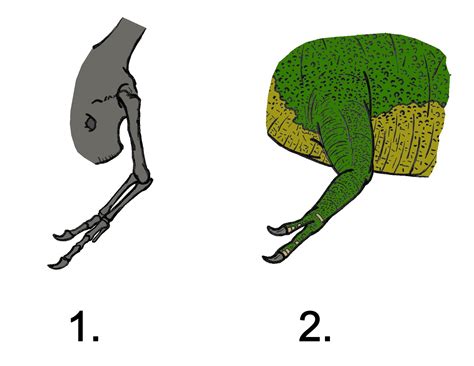 T Rex Tiny Arms Mystery Solved 3 Undeniable Facts