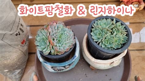 2485 🌹똘똘한 화이트팜철화와 린지하이나군생 분갈이해요🌹 스피드다육 010 5248 5955 방울토 010 8835 7281 Youtube